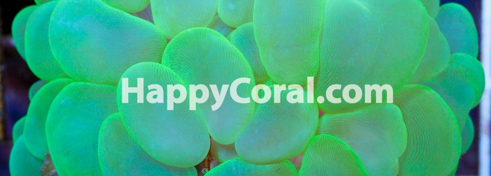 Happy Coral, Inc. - Pet Supplies Store in Sturgis, MI