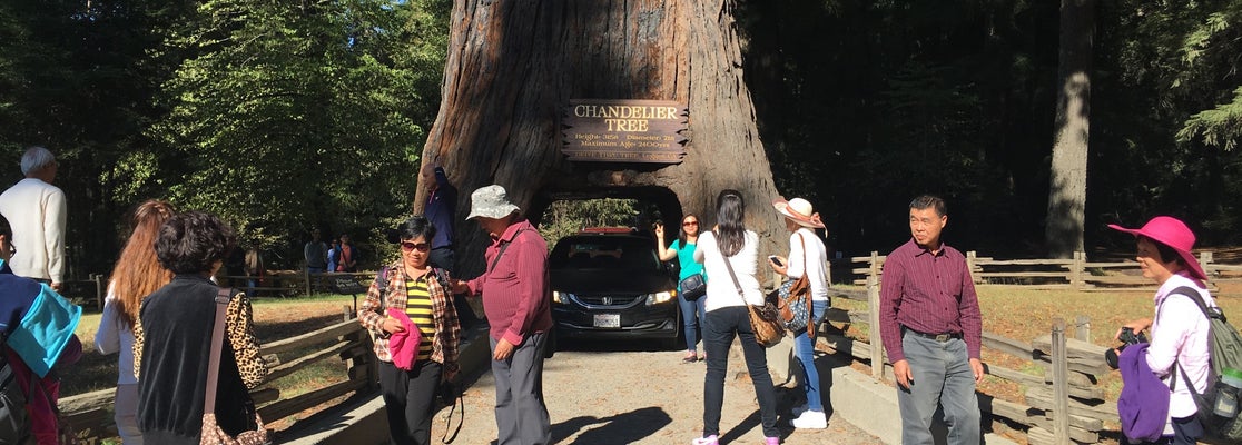 Drive-Thru Tree Park - 24 tips from 1233 visitors