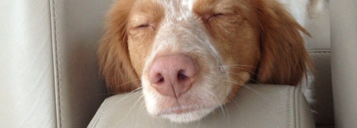 Adogo Pet Hotel - Pet Service in Minnetonka - Hopkins