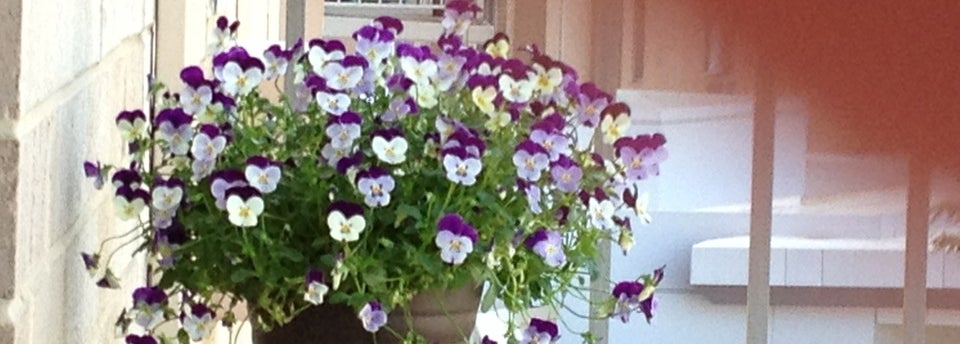 Hummingbird Pointe Apartments - Apartment or Condo