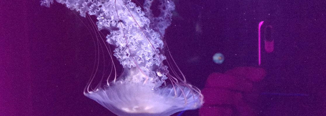 Sea Life London Aquarium - Waterloo - 130 tips