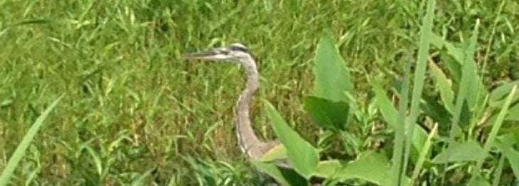 Circle B Bar Reserve - Lakeland, FL