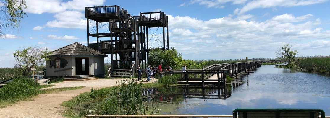 Point Pelee Boardwalk - Point Pelee Dr