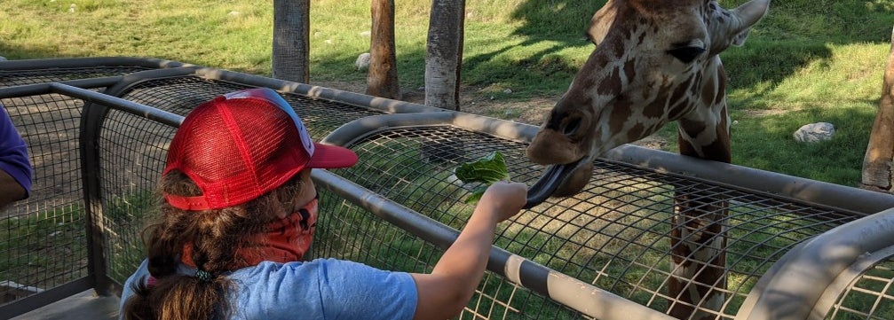 Giraffe Exhibit - 6 tips from 304 visitors