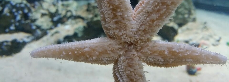 Sea Life London Aquarium - Waterloo - 130 tips