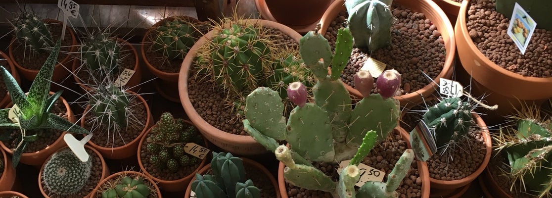 Danny de Cactus - Flower Store in Stadsdriehoek