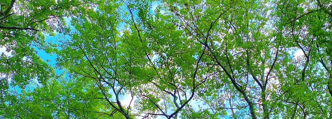 Pascack Brook County Park - Park