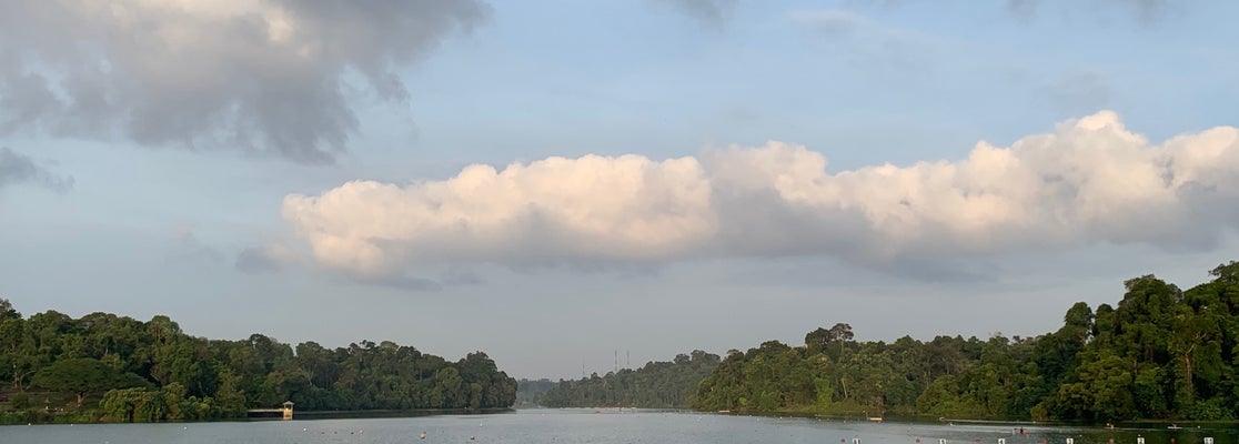 MacRitchie Reservoir Park - Central Catchment Nature Reserve - 62 tips