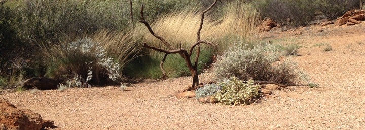 Alice Springs Desert Park - Alice Springs, NT
