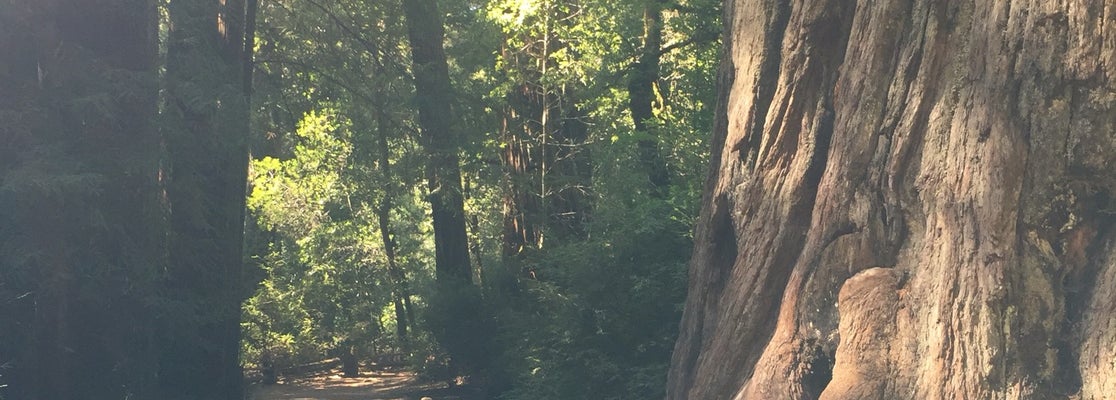 Big Basin Redwoods State Park - 42 tips from 3329 visitors