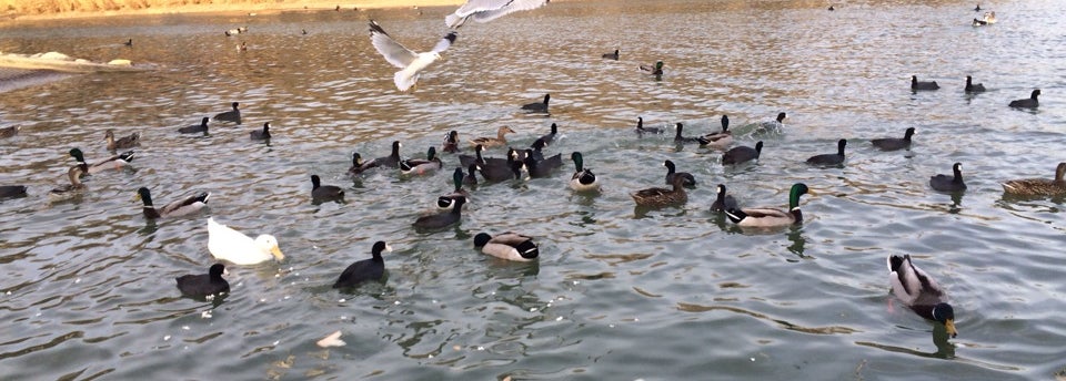The Oasis at Joe Pool Lake - Grand Prairie, TX
