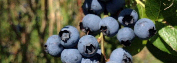 Mercer Slough Blueberry Farm - Farm in Bellevue