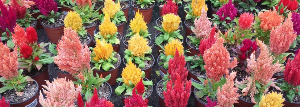 Jardiland - Gavà, Catalunya