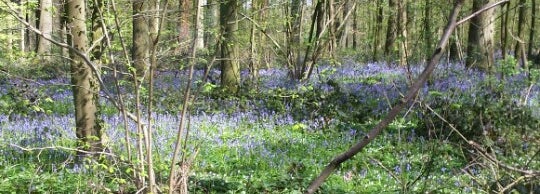 Hallerbos - Forest in Halle