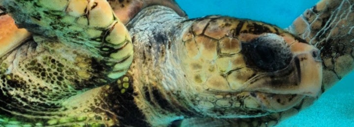 Loggerhead Park - 4 tips