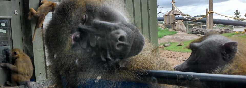 Yorkshire Wildlife Park - Zoo in Doncaster