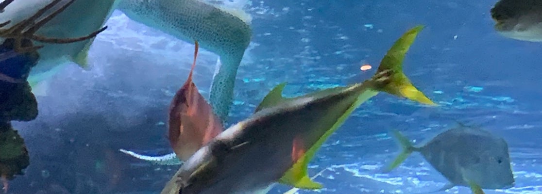 Aquarium Restaurant - 59 tips from 3180 visitors