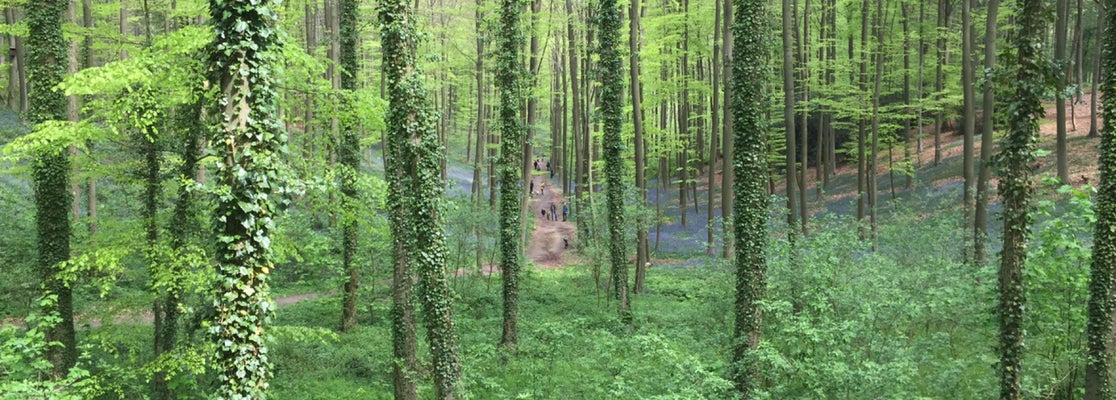 Hallerbos - Forest in Halle