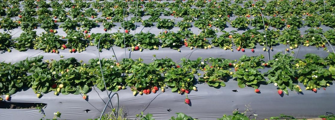 Polkadraai Strawberry Farm - Polkadraai Farm