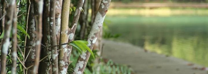 MacRitchie Reservoir Park - Central Catchment Nature Reserve - 62 tips