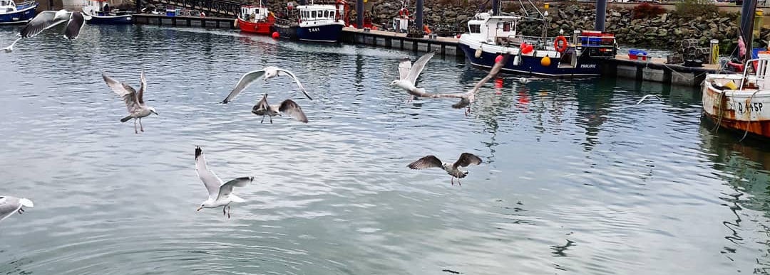 Howth Harbour - Howth - 36 tips