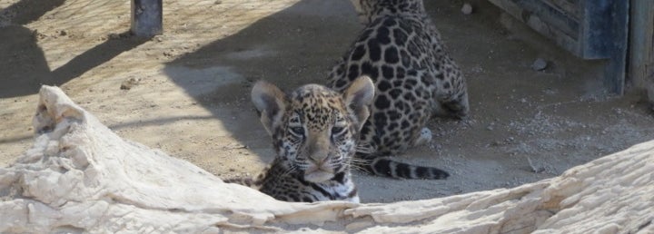 Exotic Feline Breeding Compound's Feline Conservation Center - 3718 ...