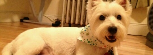 Unleashed Spa & Self Pet Wash - Alphabet City - New York, NY