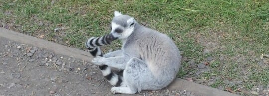 Yorkshire Wildlife Park - Zoo in Doncaster