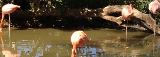 Safari West - Other Great Outdoors in Santa Rosa