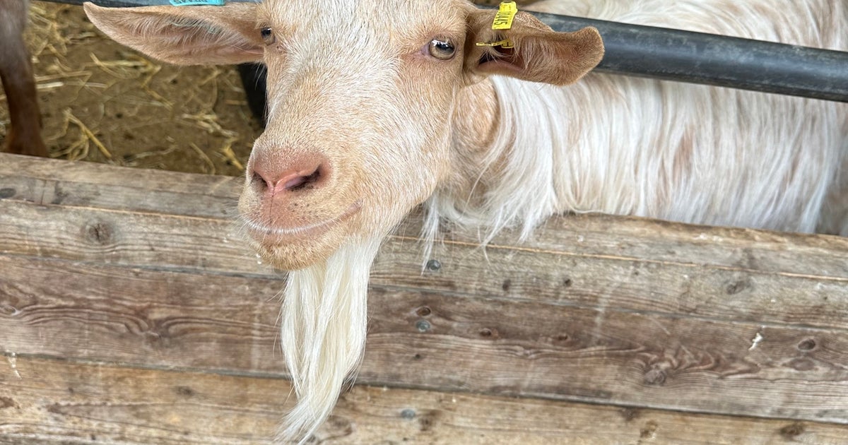 Mudchute Park and Farm - Pier St, London