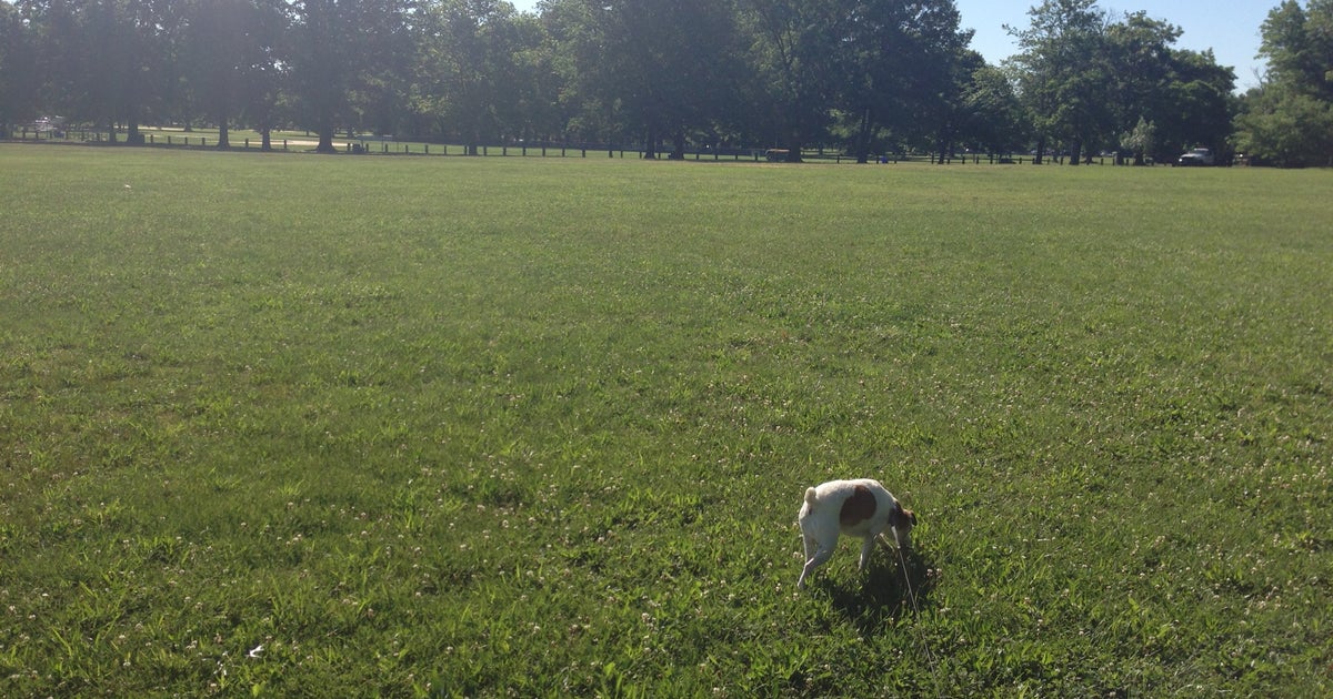 Knight Park - Collings Ave, Collingswood