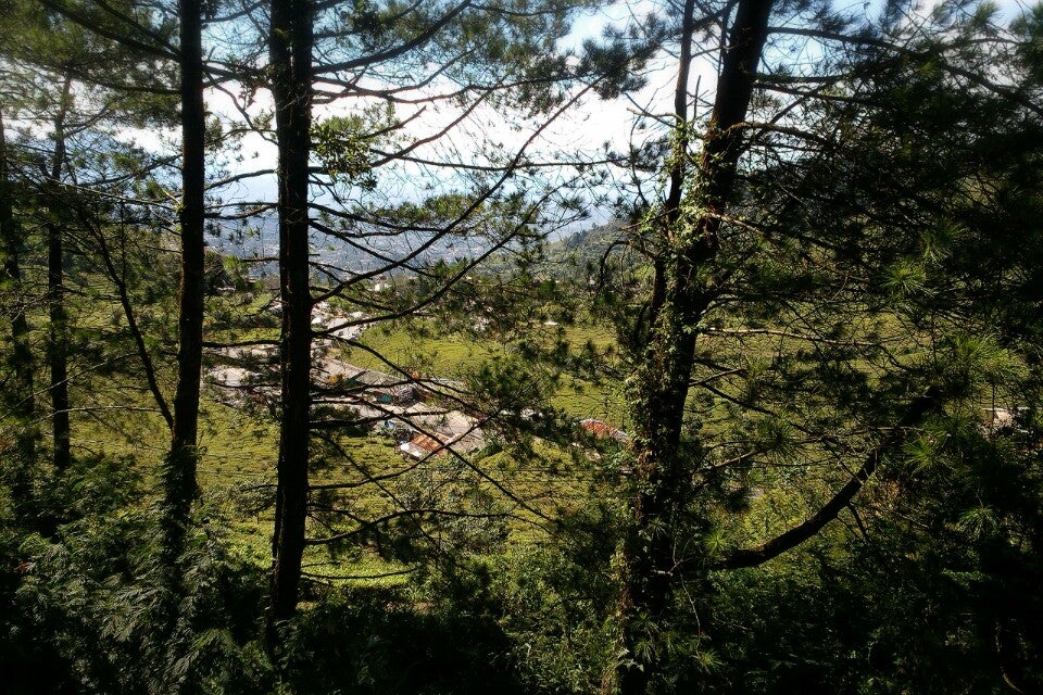 Bukit Kebun Teh Rindu Alam - Jalan Raya Puncak, Cisarua