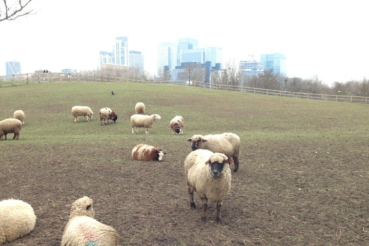 Mudchute Park and Farm - Pier St, London