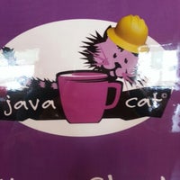 Java Cat - Madison, WI