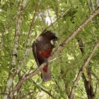 Pukaha Mount Bruce Wildlife Centre - Masterton, Wairarapa