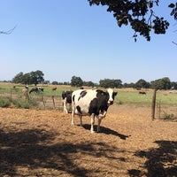 Matos Cheese Factory - Cheese Shop