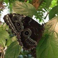 Butterfly Garden at the Museum of Science, Boston - East Cambridge - 5 tips