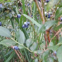 Mercer Slough Blueberry Farm - Farm in Bellevue