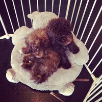 Downtown Dog Lounge (Now Closed) - Interbay - 5 tips from 227 visitors