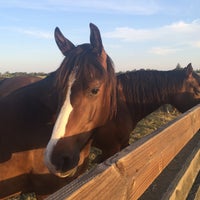 Gibson Ranch - 4 tips