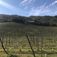Clos Apalta Winery - Vineyard in Santa Cruz