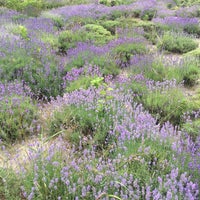 Cape Cod Lavender Farm - Weston Woods Rd
