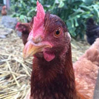 Hedgend Maze - 5 tips from 148 visitors