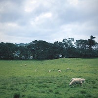 One Tree Hill Domain - Park