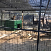 Exotic Feline Breeding Compound's Feline Conservation Center - 3718 ...