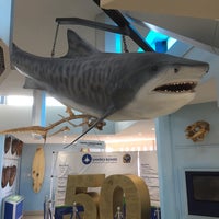 Kwazulu-Natal Sharks Board - 2 tips