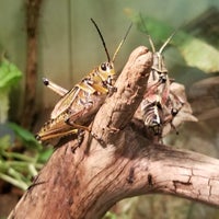 Insect Zoo at Smithsonian National Museum of Natural History - Science ...