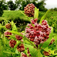 Volo Bog State Natural Area - Nature Preserve in Ingleside