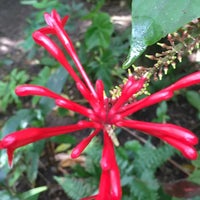 Diamond Botanical Gardens - Soufrière, Quarter of Soufrière