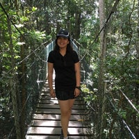 O'Reilly's Tree Top Walk - Hiking Trail